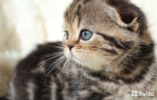 Шотландские котята