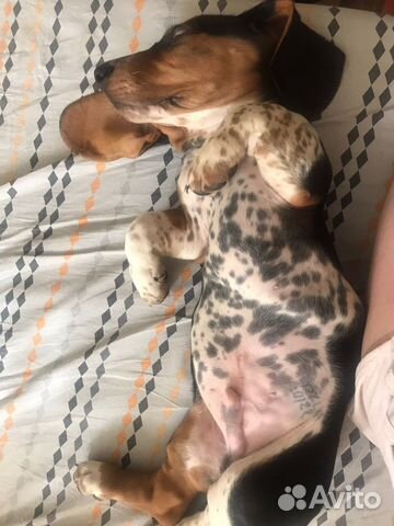 Отличный щенок бассет хаунд 3 месяца мальчик
