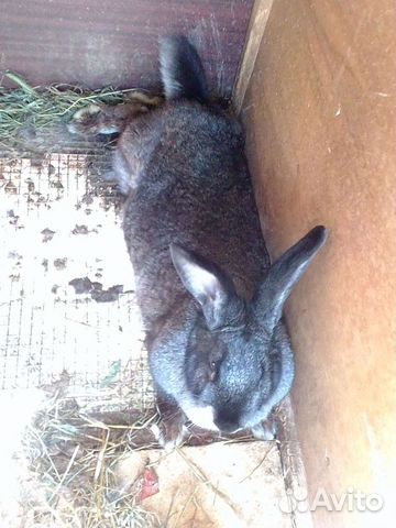 Кролик самец