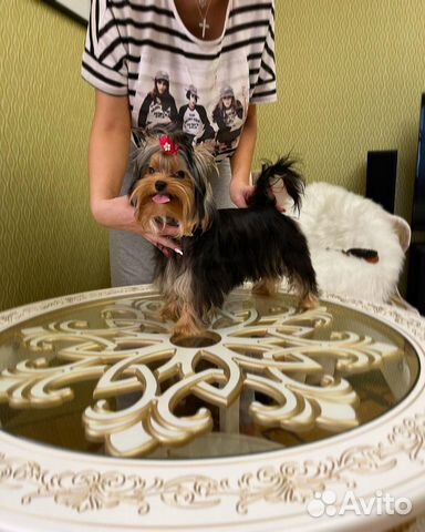 Йорк мини мальчик перспективный