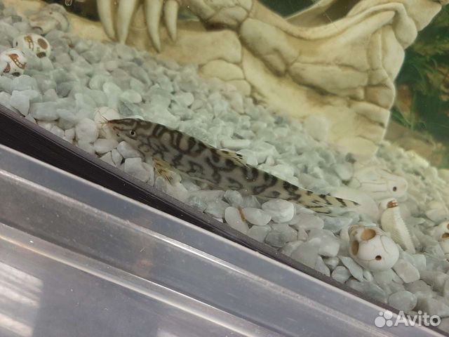 Сомик