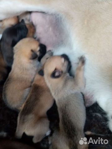 Кутята 3недели порода алабаи