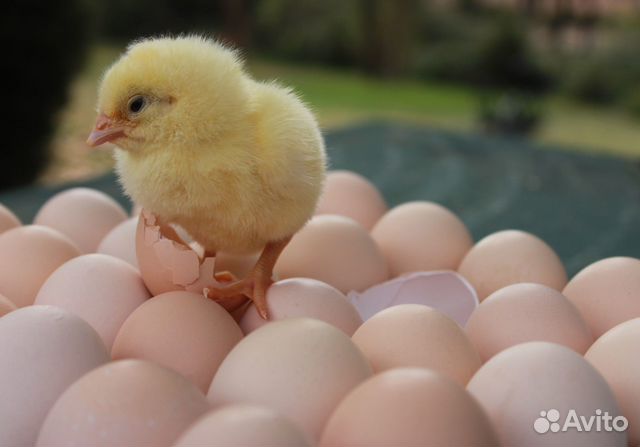 Яйца для выведения кур, гусей, индеек