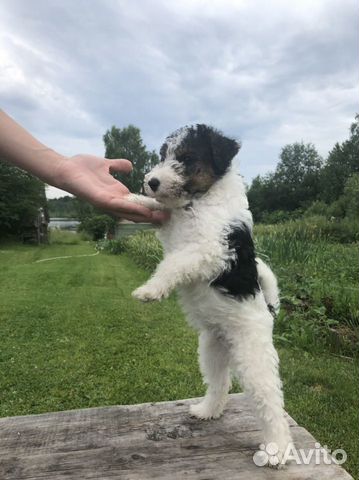 Фокстерьер