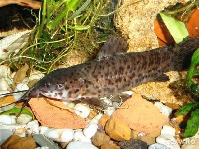 Аквариумные рыбки