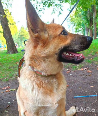 Собака в добрые руки