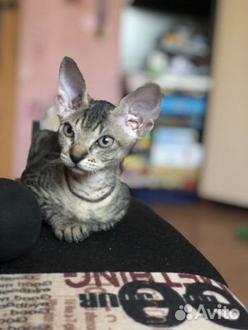 Донской сфинкс котята