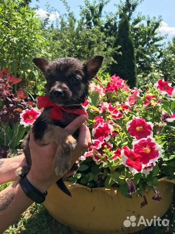 Собаки бесплатно