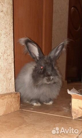 Кролик ангорский
