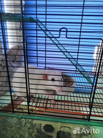 Крыска ручная с клеткой
