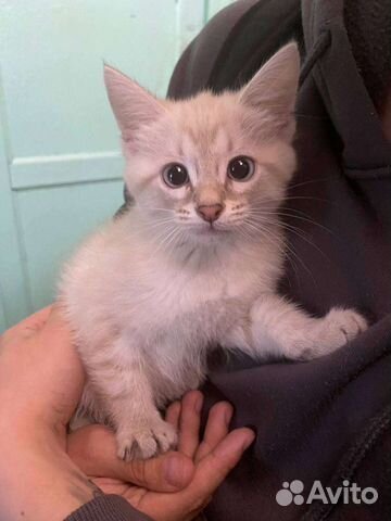 Котëк