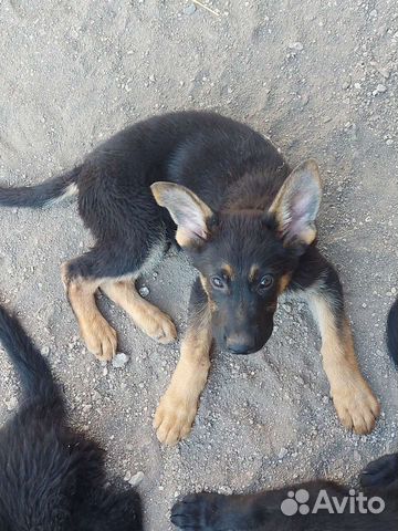 Щенок немецкой овчарки