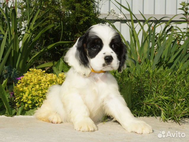 Американский кокер девочки