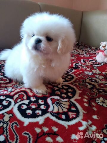 Щенки пекинеса