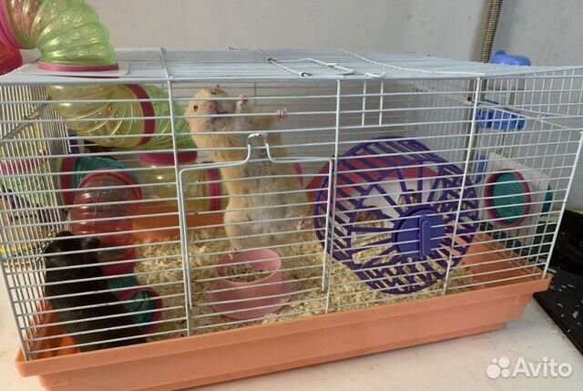 Сирийский хомяк с клеткой, мальчик