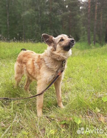 Щенок подросток бесплатно