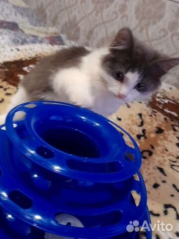 Котенок в добрые руи