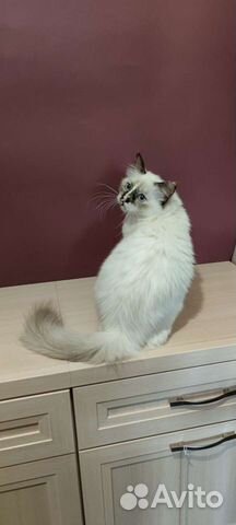 Котёнок Священная Бирма