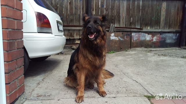 Продам щенка Немецкой длинношерстной овчарки