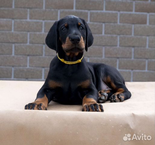Щенки добермана