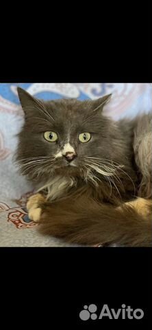 Милейший котик с очень непростой судьбой