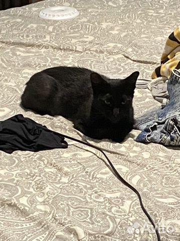 Кошка ищет дом