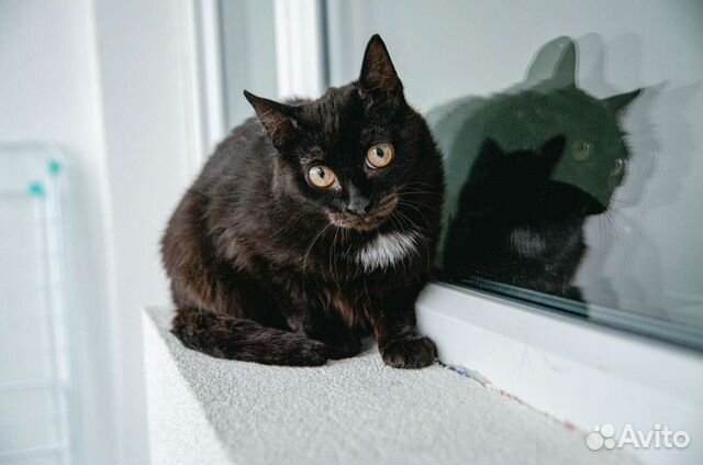 Черная кошка