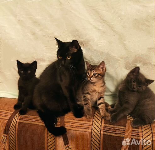 Котята крысоловы