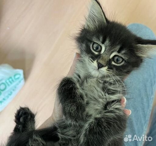 Два маленьких пушистых котенка от домашней кошки