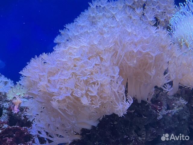 Коралл «Ксения»