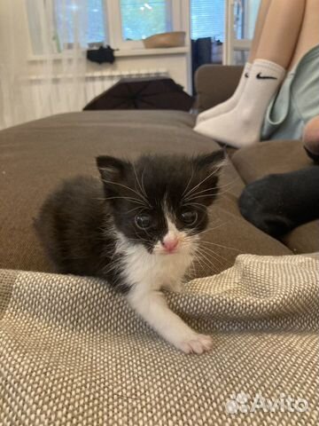Котята