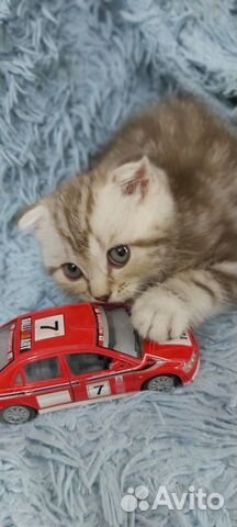 Шотландский тигренок