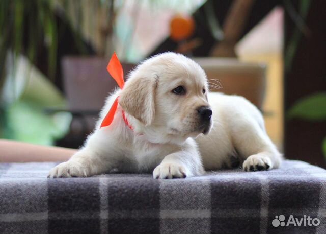 Отличные шенки лабрадора палевого окраса