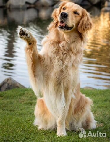 Золотистый ретривер