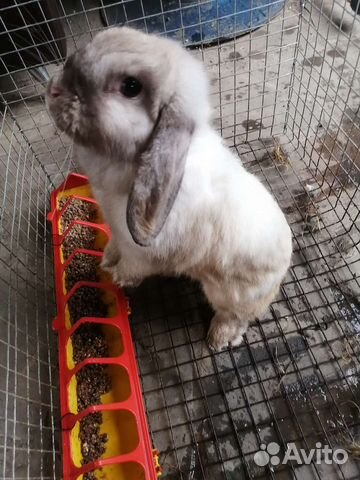Декоративные кролики вислоухие