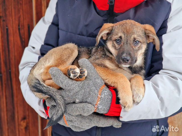 Щенок Марьяна 3 мес. Не большая, достпвим