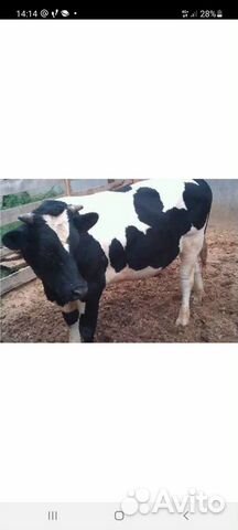 Быки на мясо или племя