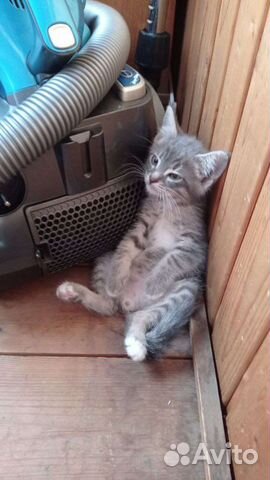 Кошки в добрые руки бесплатно