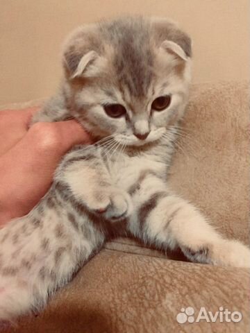 Шотландская веслоухая