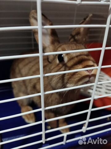 Кролик декоративный карликовый