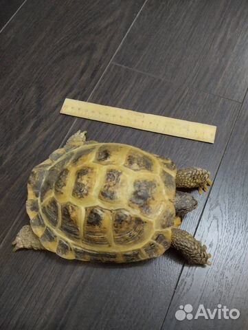 Черепаха