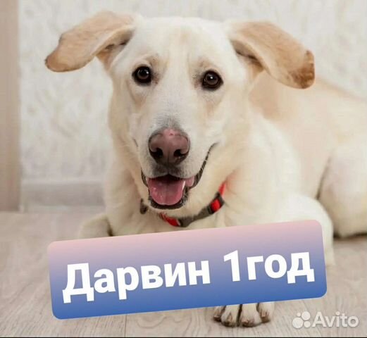 Собака в добрые руки отдам бесплатно