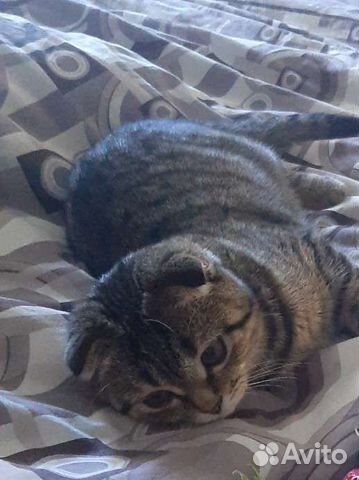 Отдам британскую,вислоухую в хорошие руки