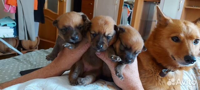 Щенок карело-финской лайки