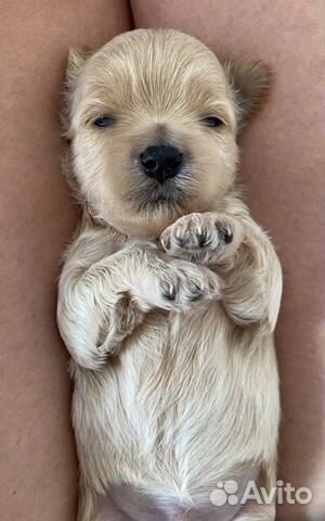 Мальтипу f1 mini micro standart men premium