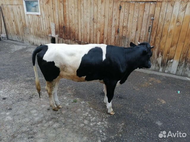 Телочка 1 год 5 месяцев