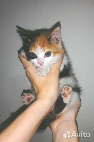 Котенок трехцветная девочка