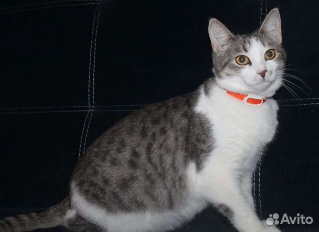 Котик в добрые руки