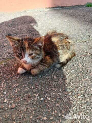 Трехцветный котенок девочка