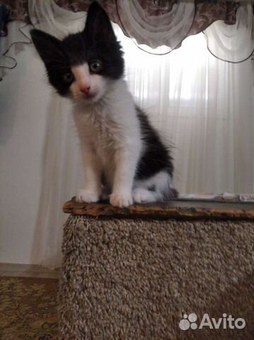 Котята в добрые руки бесплатно